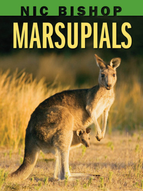 Marsupials | Beanstack Parent Recommended Kids Books